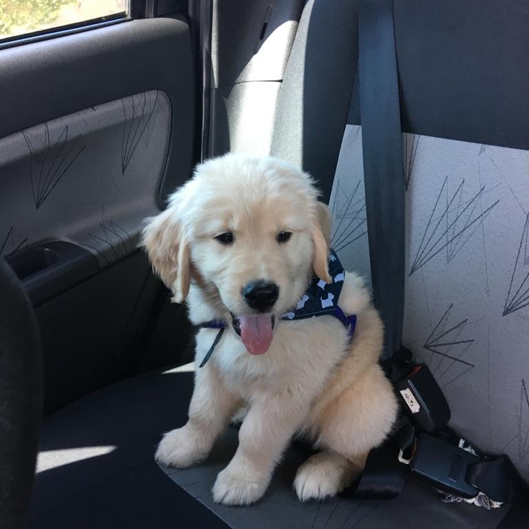 Viaje Com Seguran a E Evite Multas Na Hora De Transportar Animais De